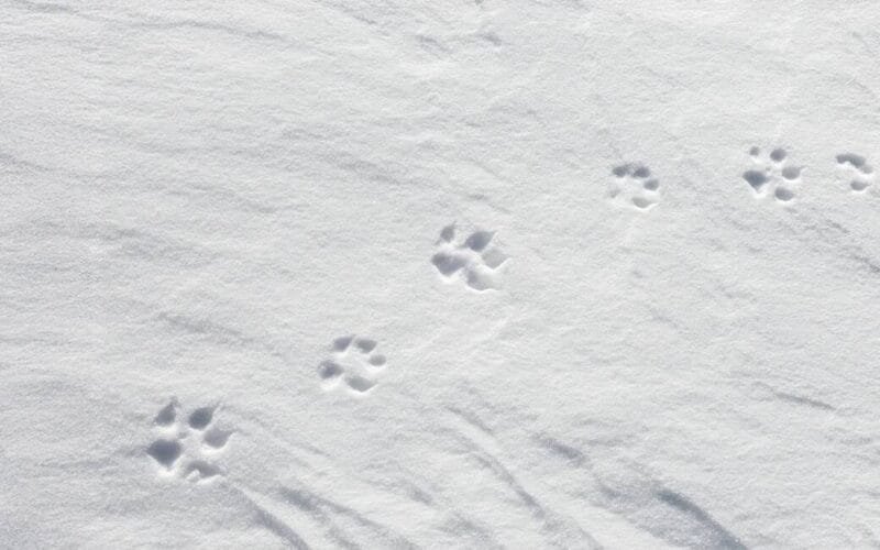 Fuchsspuren lesen: Trittsiegel und Ranzzeit erkennen - Weidwerk